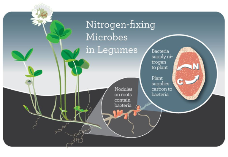 Clovers as Fertilizers - BC Forestry Outreach Center