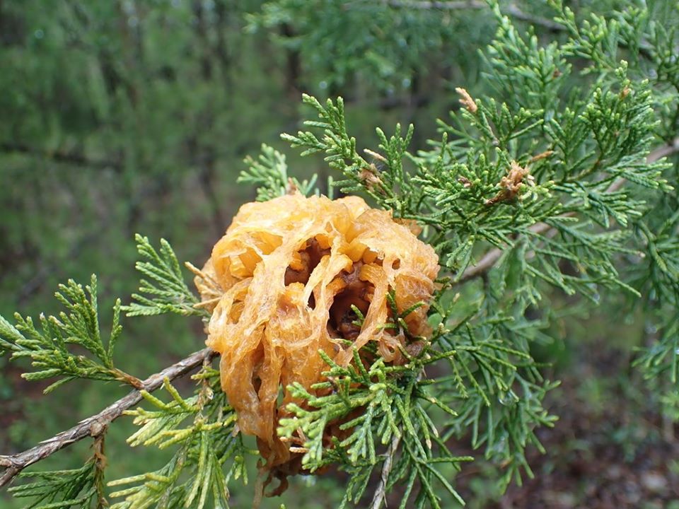 Mushroom Monday - BC Forestry Outreach Center
