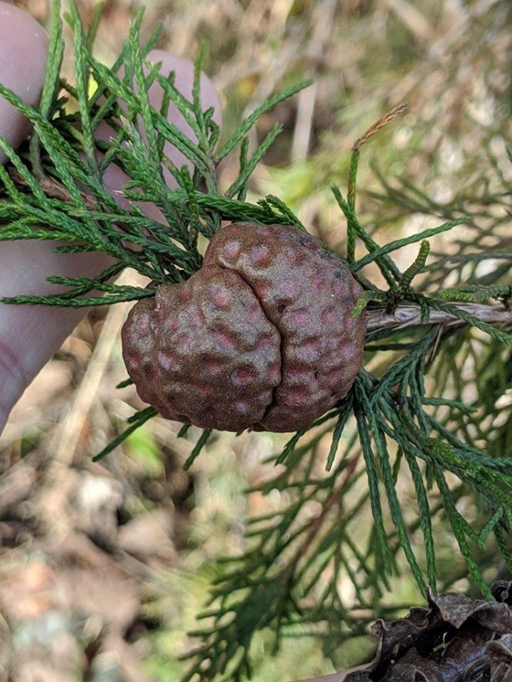 Mushroom Monday - BC Forestry Outreach Center