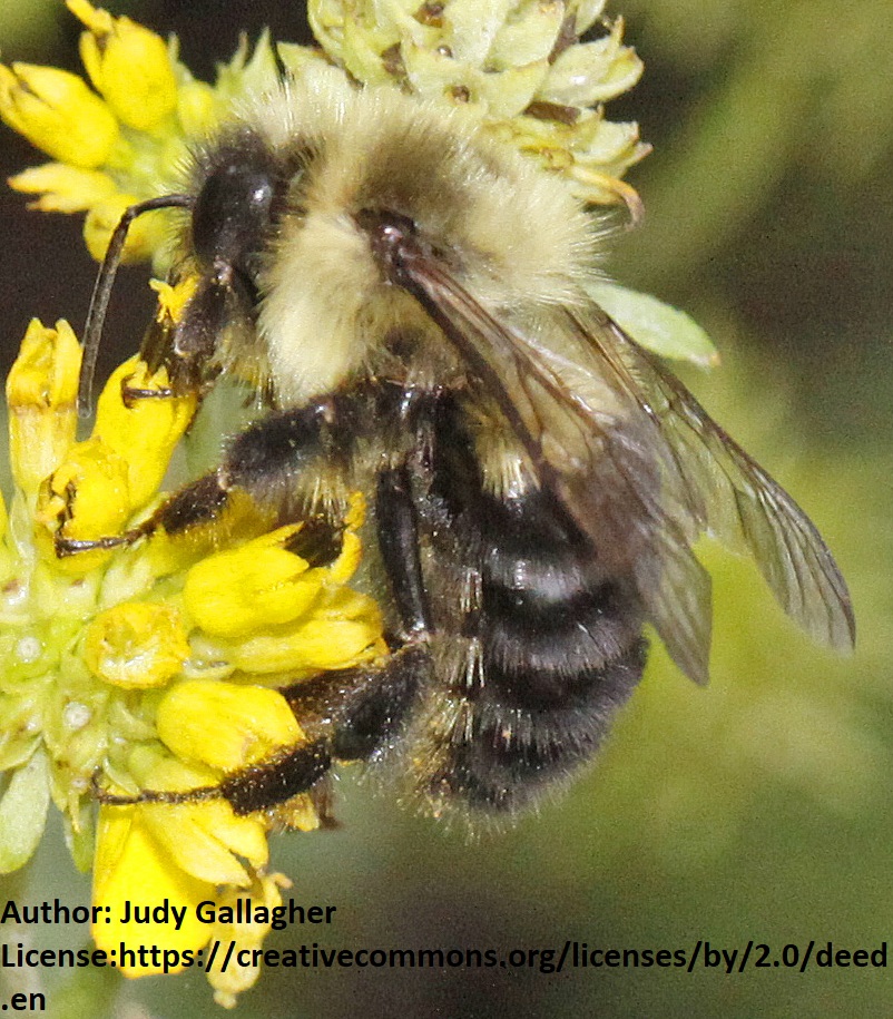 Forest Ecosystem – BC Forestry Outreach Center