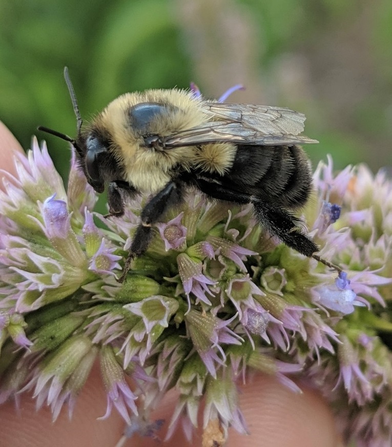 Forest Ecosystem – BC Forestry Outreach Center